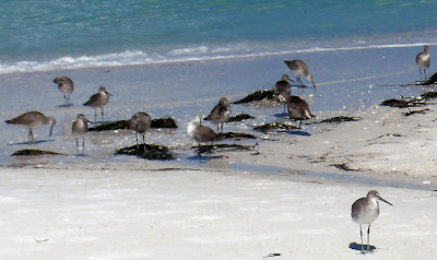 Southwest Florida Shoreline Studies: Willit flock on North Lido Beach