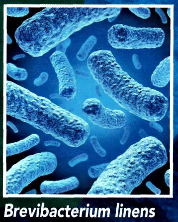 Temas Importantes: BACTERIAS EN EL CUERPO HUMANO