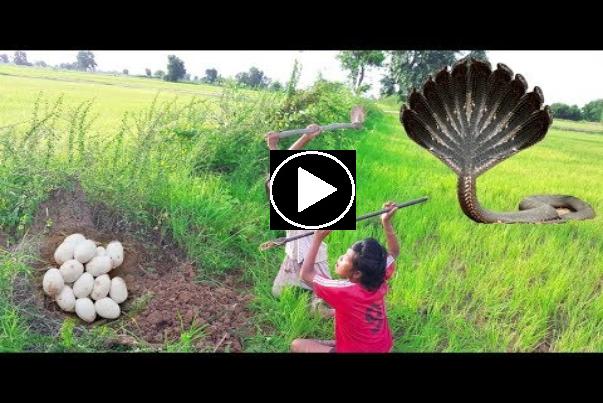 Terrifying!! Brave Little Girls Catch Four Big Snakes along Their Farm