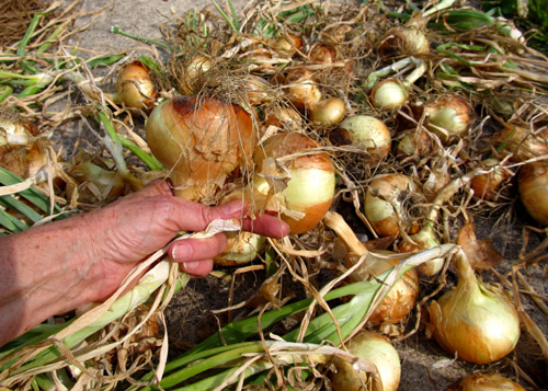 Green Gardening Matters: Recipe for Failure: Long-day Onions in Florida.