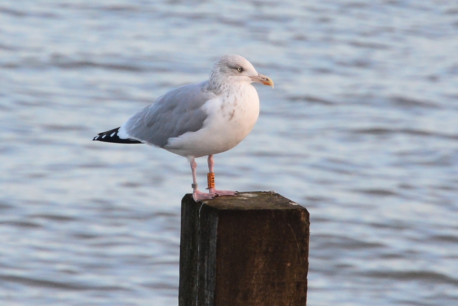Happisburgh Parish Bird List