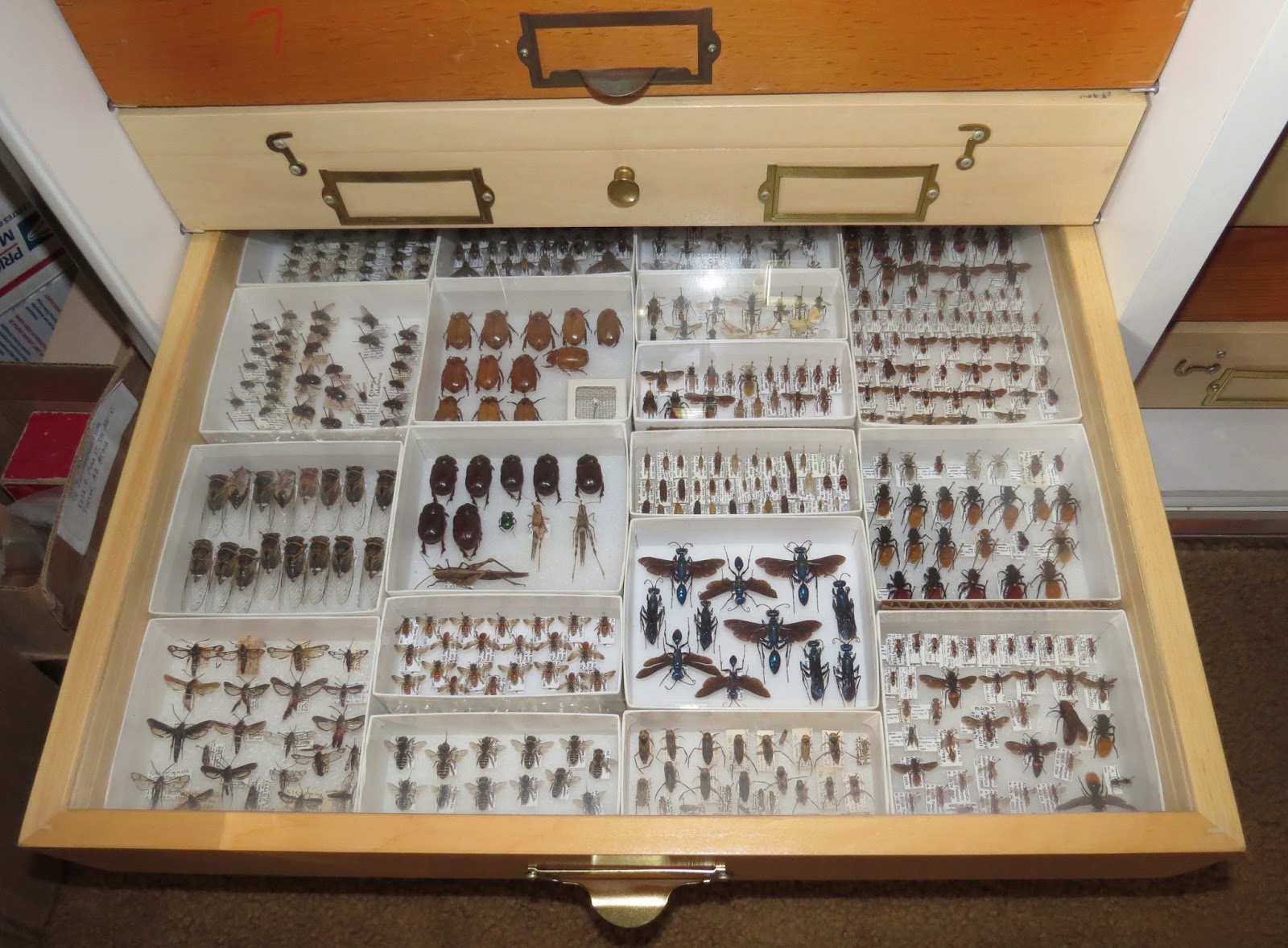 Bug Eric: To Collect or Not to Collect