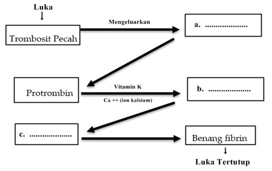 Lengkapi skema proses pembekuan darah berikut!