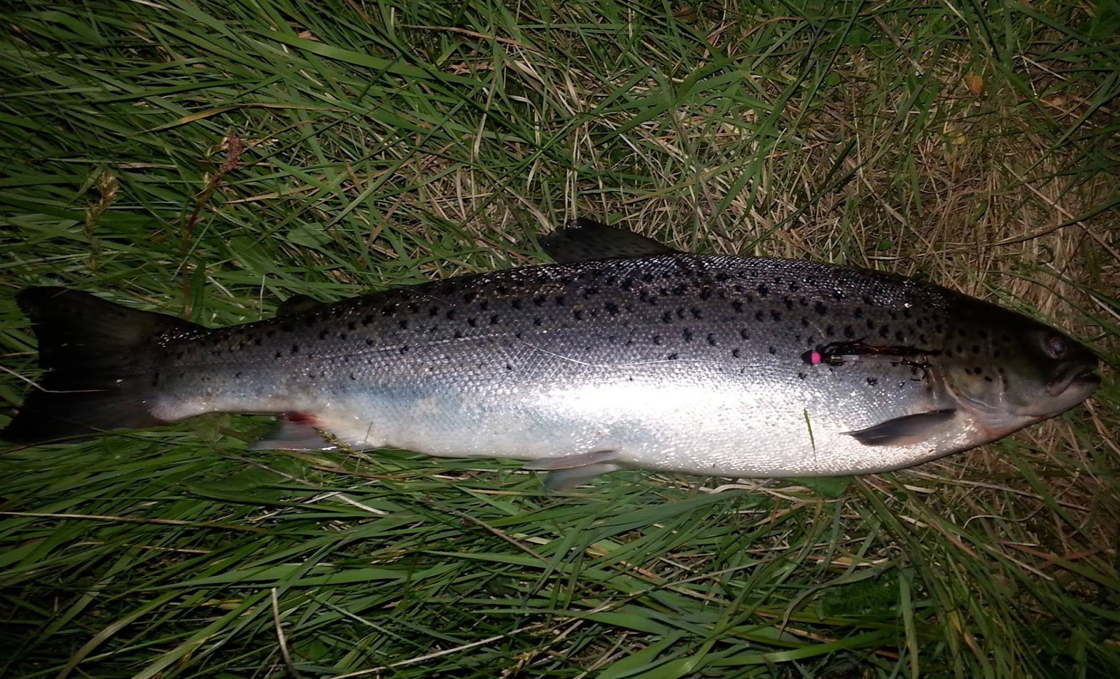 Skagitanglers.com: Sea Trout on waking flies - Part 2