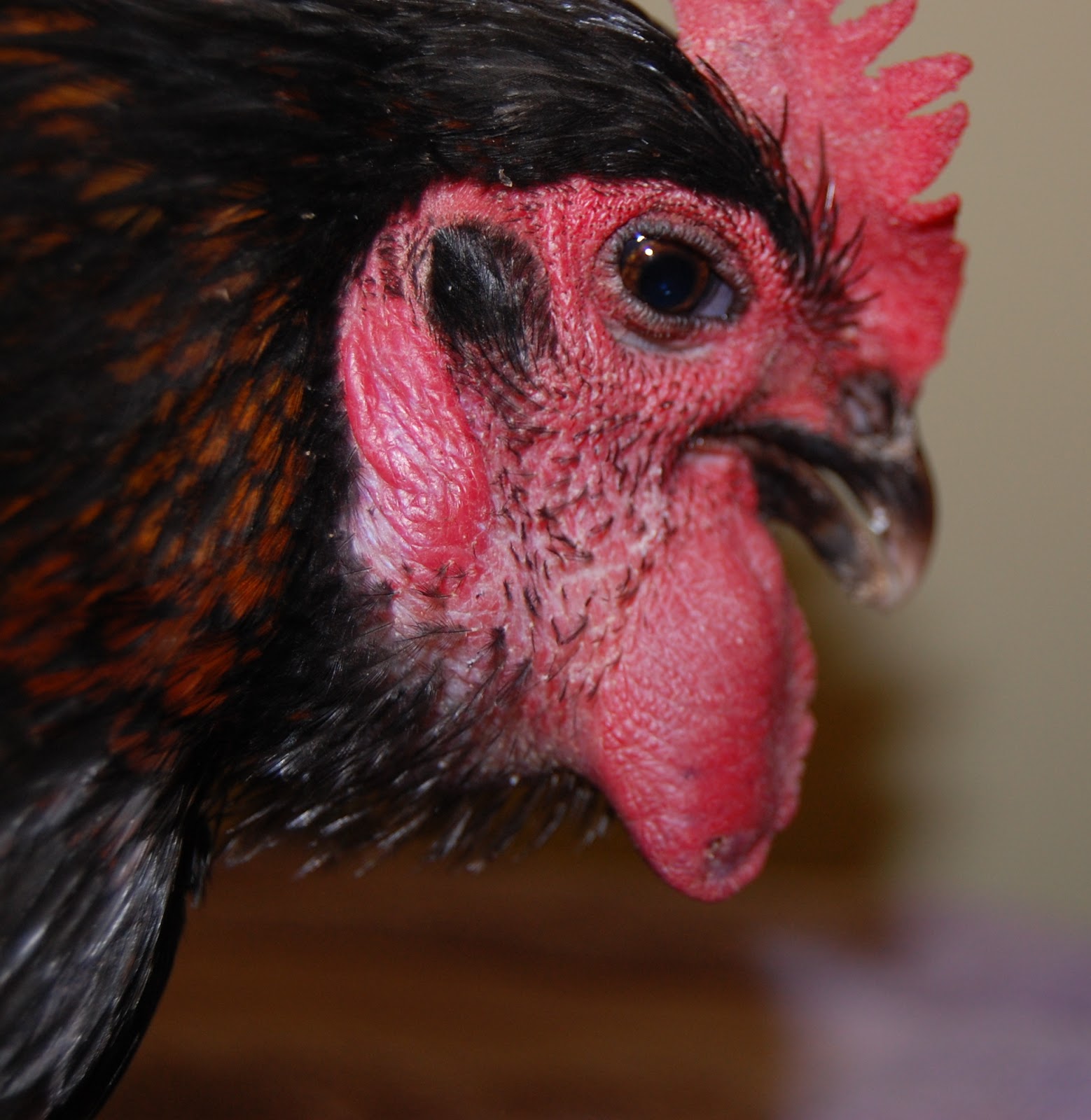 Fowl cholera, causes, transmissions and control | jaspafarm