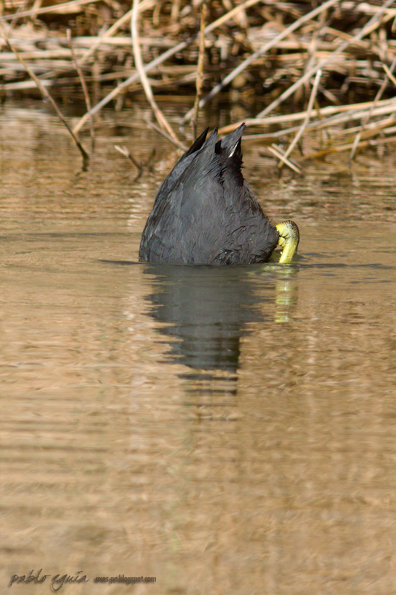 mis fotos de aves: Fulica ardesiaca Gallareta Andina Andean Coot