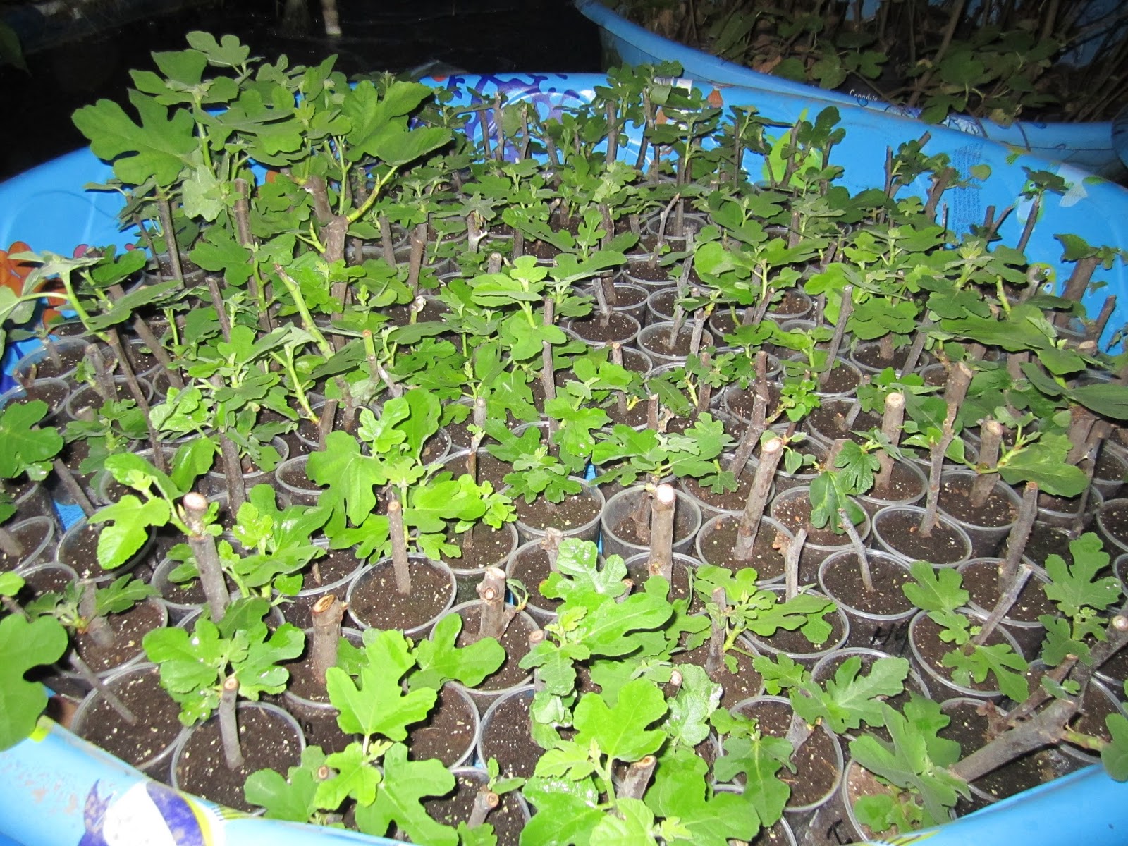 Freedom Figs: How to root fig cuttings