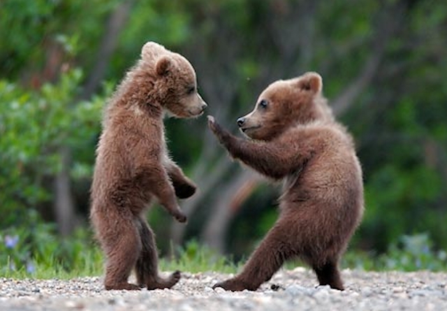 All This Is That: animals