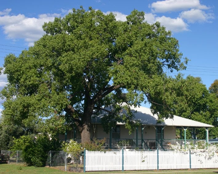 Toowoomba Plants: Kurrajong - The Perfect Shade Tree