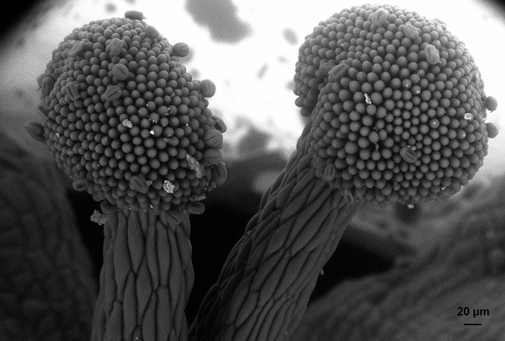 Nanotechnology World Association: Under the Electron Microscope