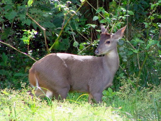 Mazama Gouazoubira Animals | Amazing Facts & Info | The Wildlife