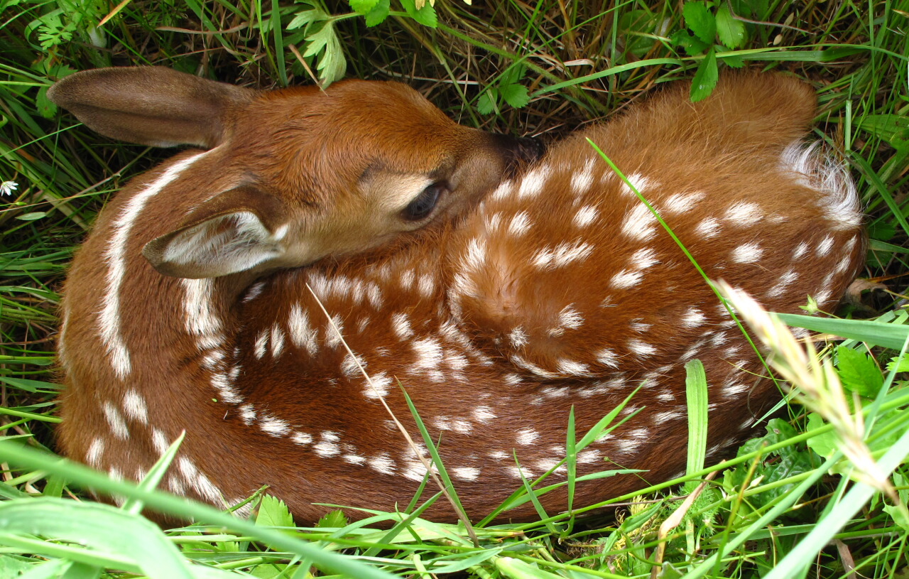 The Joyce Road Neighborhood: Fawns