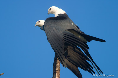 Birding Is Fun!: Being Birds