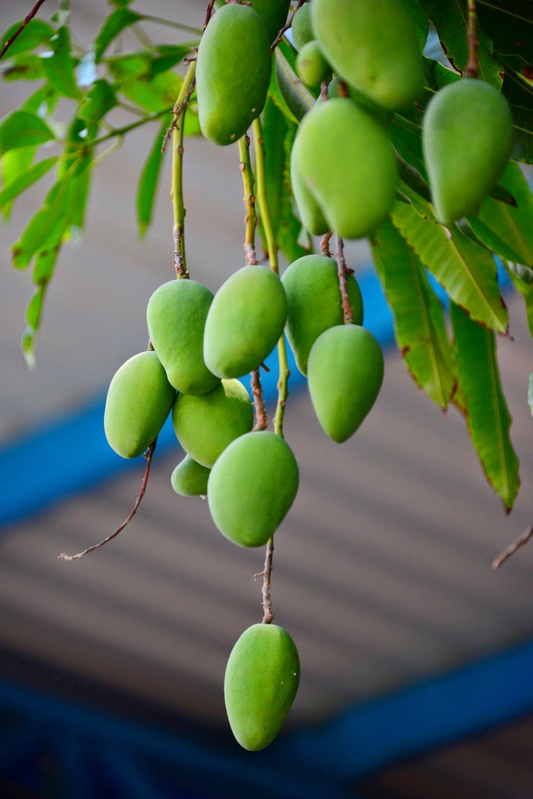 Jaime Ramos Méndez: Frutos del campo michoacano - Mangos - Fotografía ...
