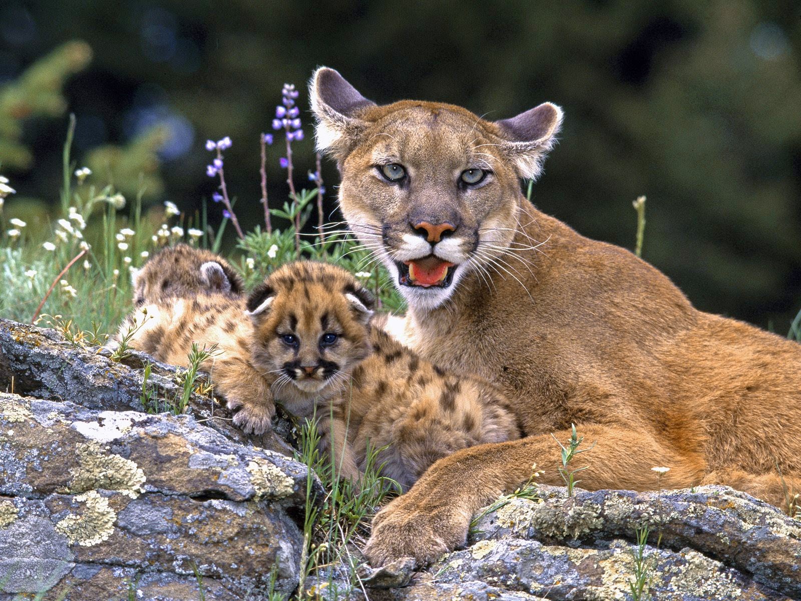Foto Kucing Hutan Emas Sumatera Lengkap