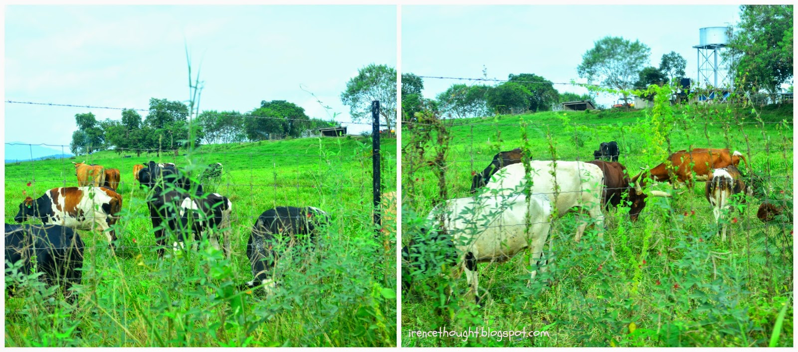 irence ღ thought : [马来西亚：居銮] Kluang UK Farm 休闲农场 Part 1