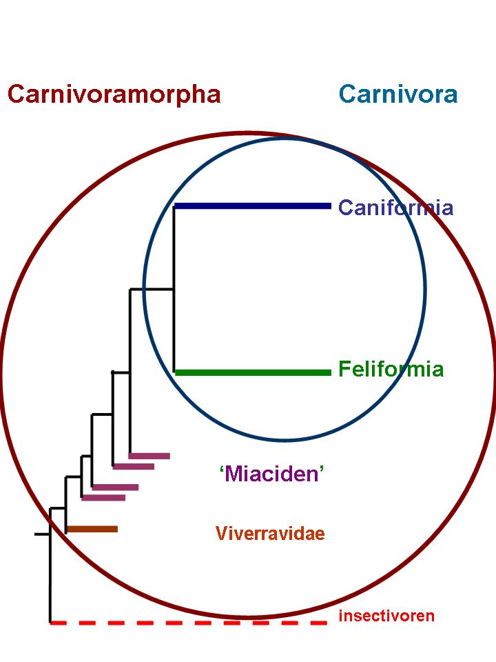 Carnivoramorpha - Alchetron, The Free Social Encyclopedia