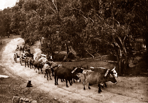 Bytes: Bullocks, Bullockies and Bullock Teams: