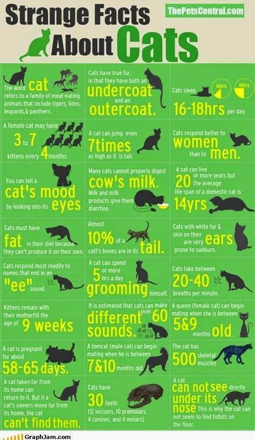 Fakta Tentang Kucing