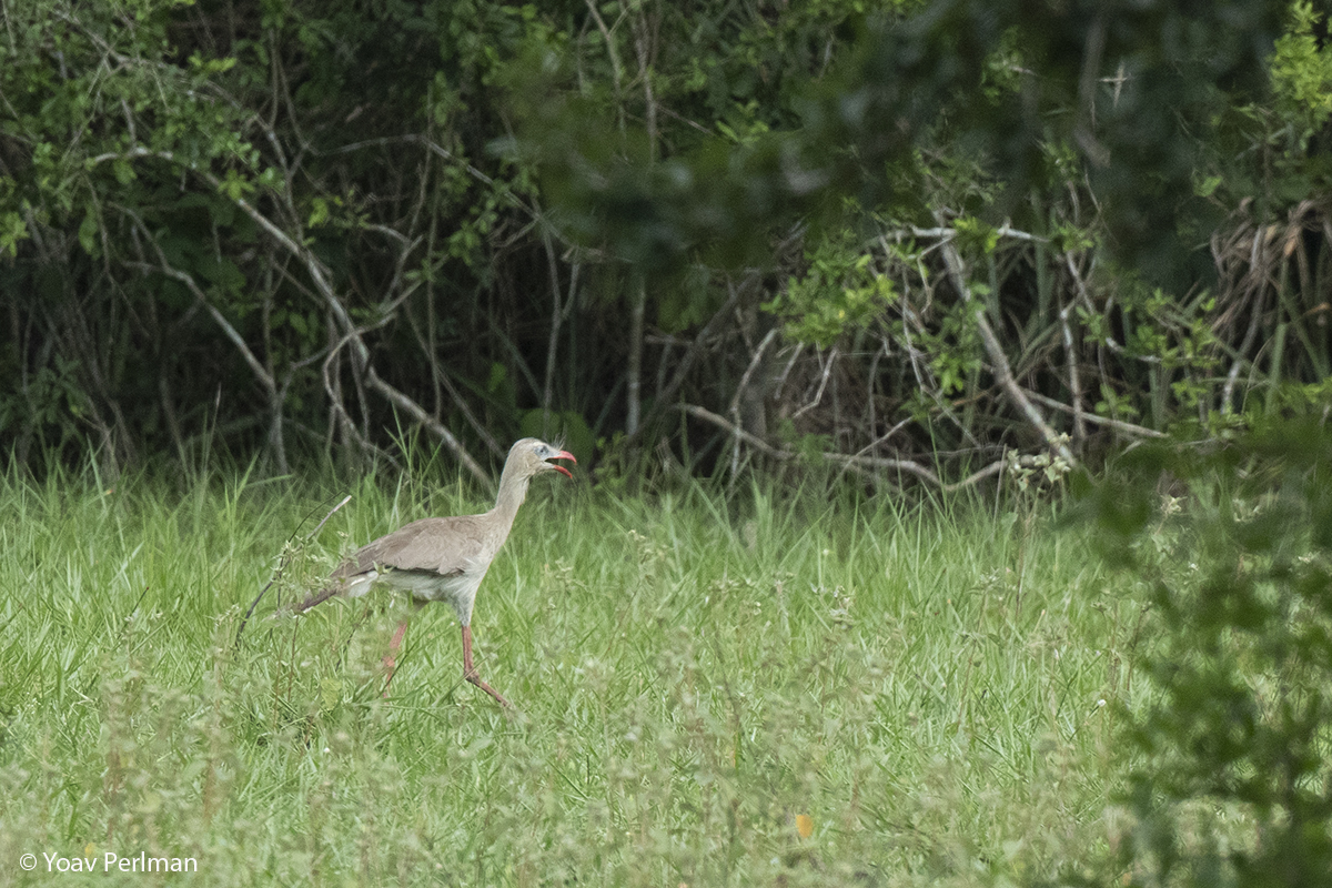 Brazil Days #4 and #5 - Transit Birding | Focusing on Wildlife