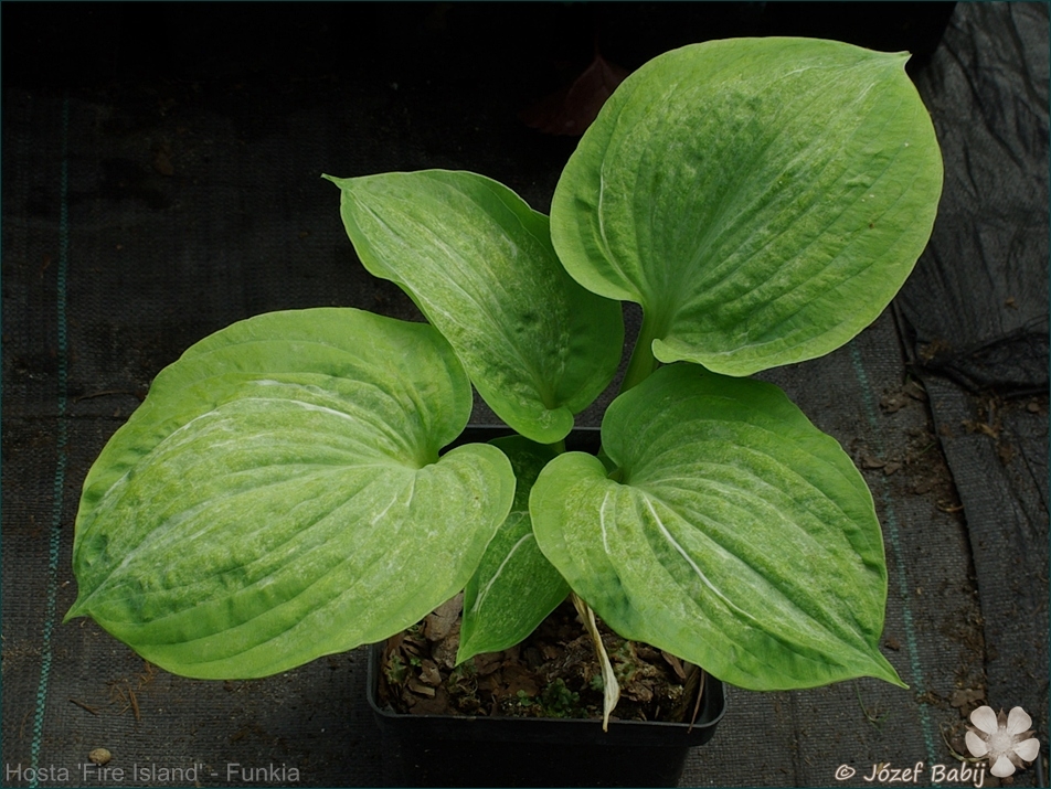 Plant Gallery - Encyklopedia Roślin: Hosta 'Spilt Milk' - Funkia 'Spilt ...