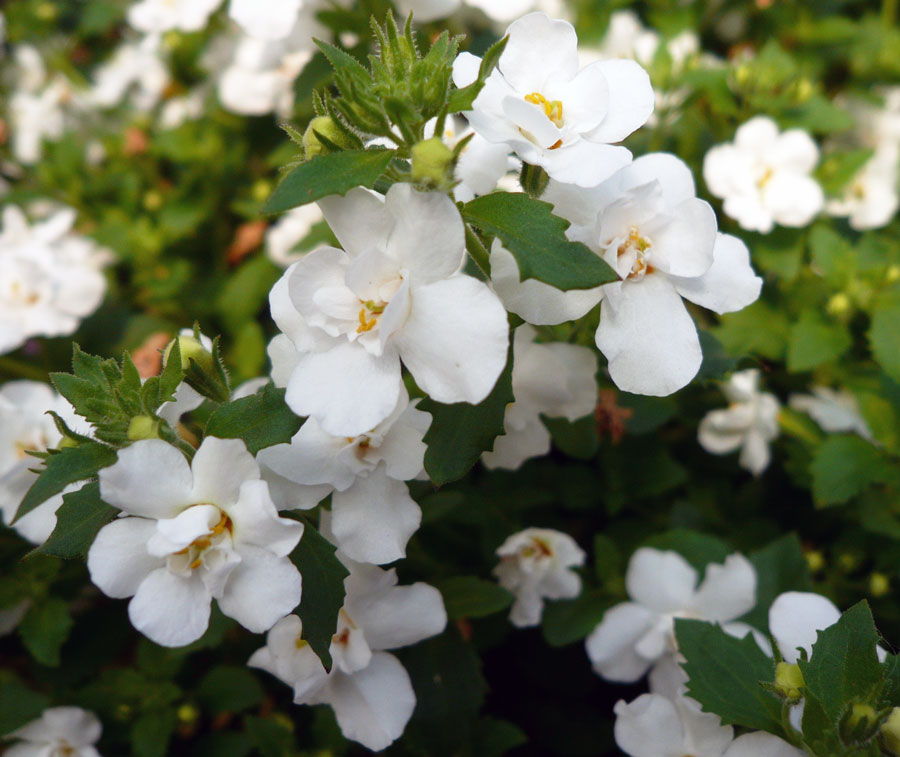 Swick's Organic Landscaping