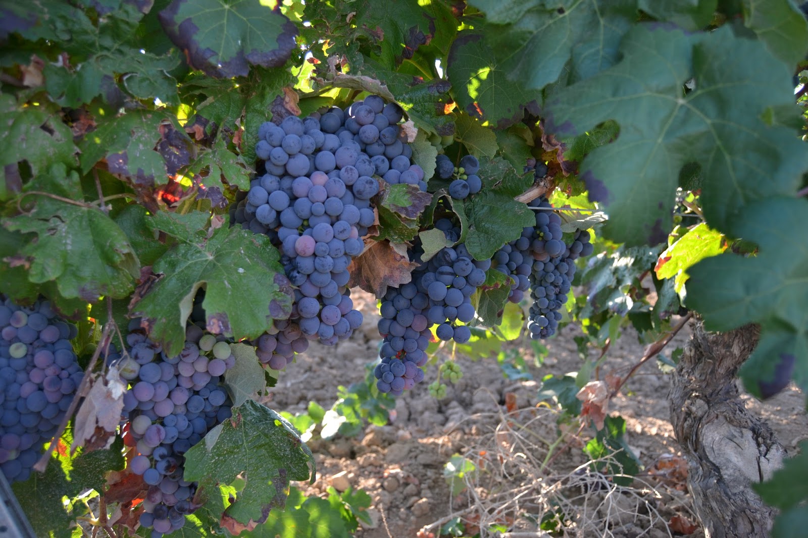 Wine and Wild Spaces: Bobal - the Red Gem of Spain's Utiel-Requena Region