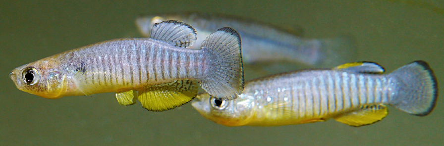 Valencia robertae, un nouveau killi découvert en Grèce