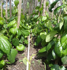 jagath: Betel Cultivation