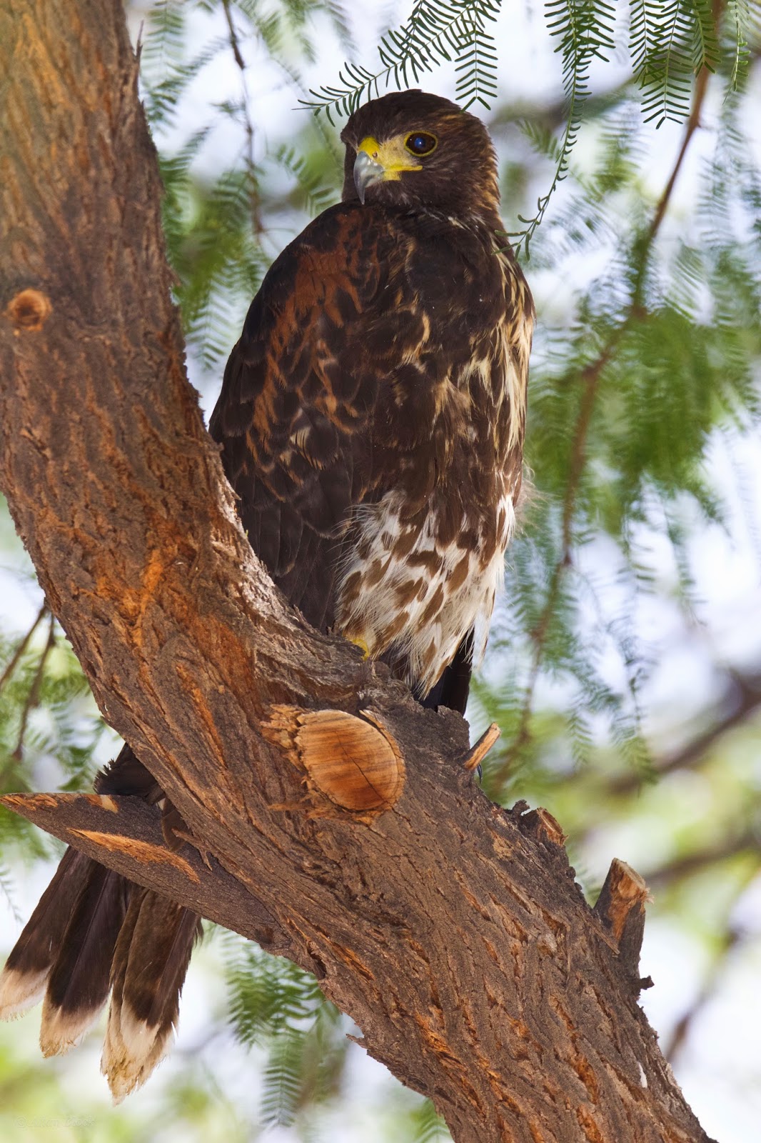 Feather Tailed Stories: Harris's Hawk