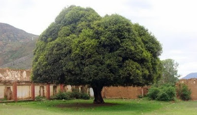 Animales y Plantas de Perú: La Quina es Diferente de la Quinua