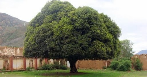 PLAAN : La Quina es Diferente de la Quinua