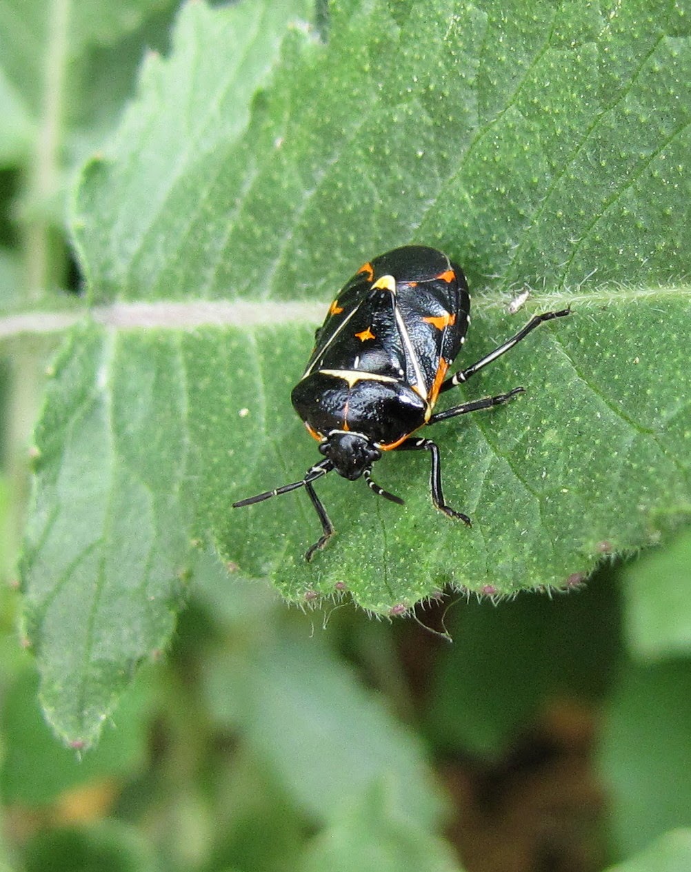 Bug Eric: Harlequin Bug