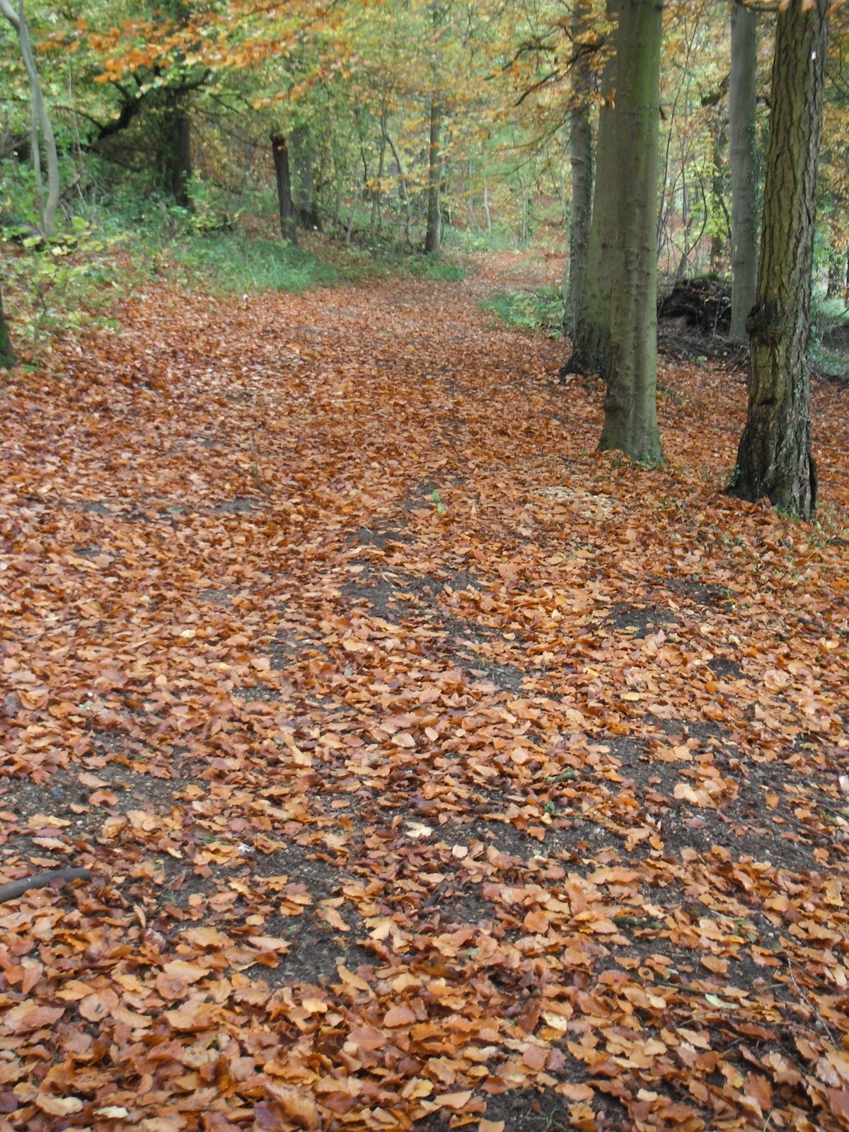 Katie B's Blog - www.kbmorgan.co.uk: The Beech Tree - Uses and Folklore.