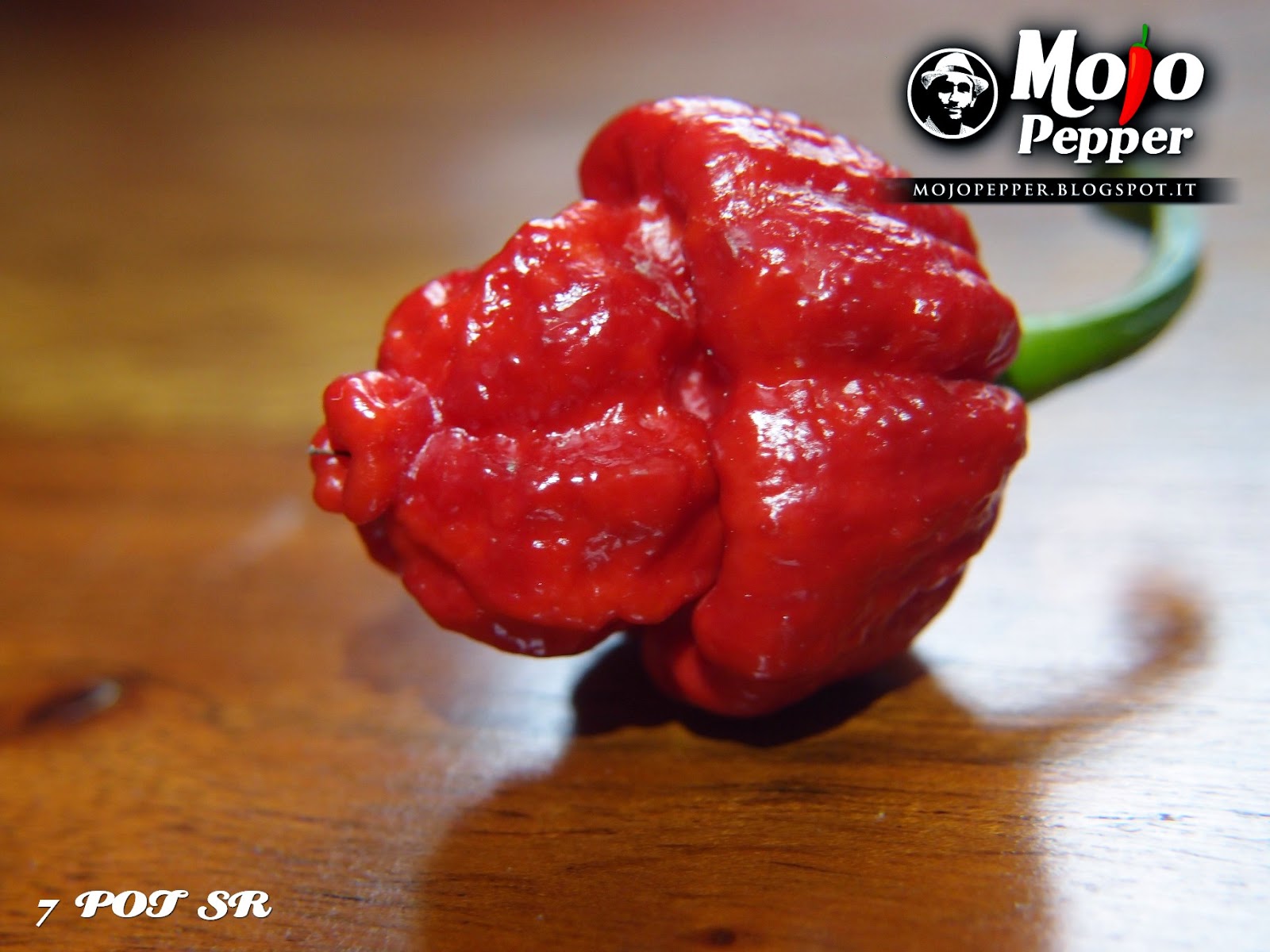 The Mojo Pepper - Just a Chili Pepper grower: 7 POT SR5