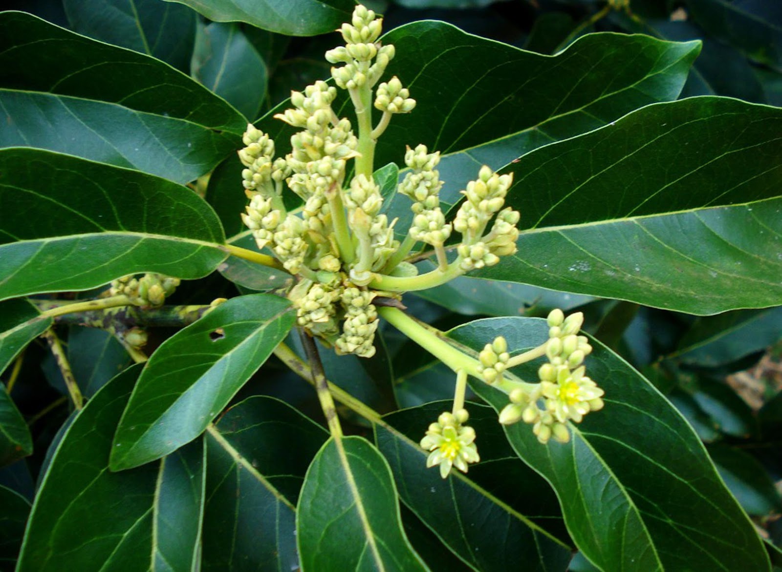 DIÁRIO COM A NATUREZA: 18 DE JULHO - ABACATEIRO - ABACATE - FRUTA ...