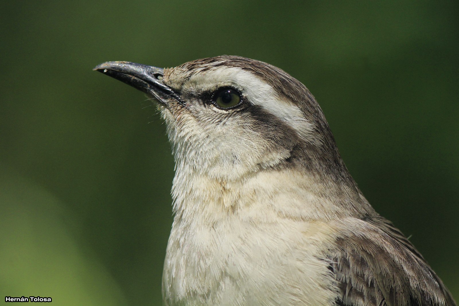 Aves de Argentina: Retratos de calandria