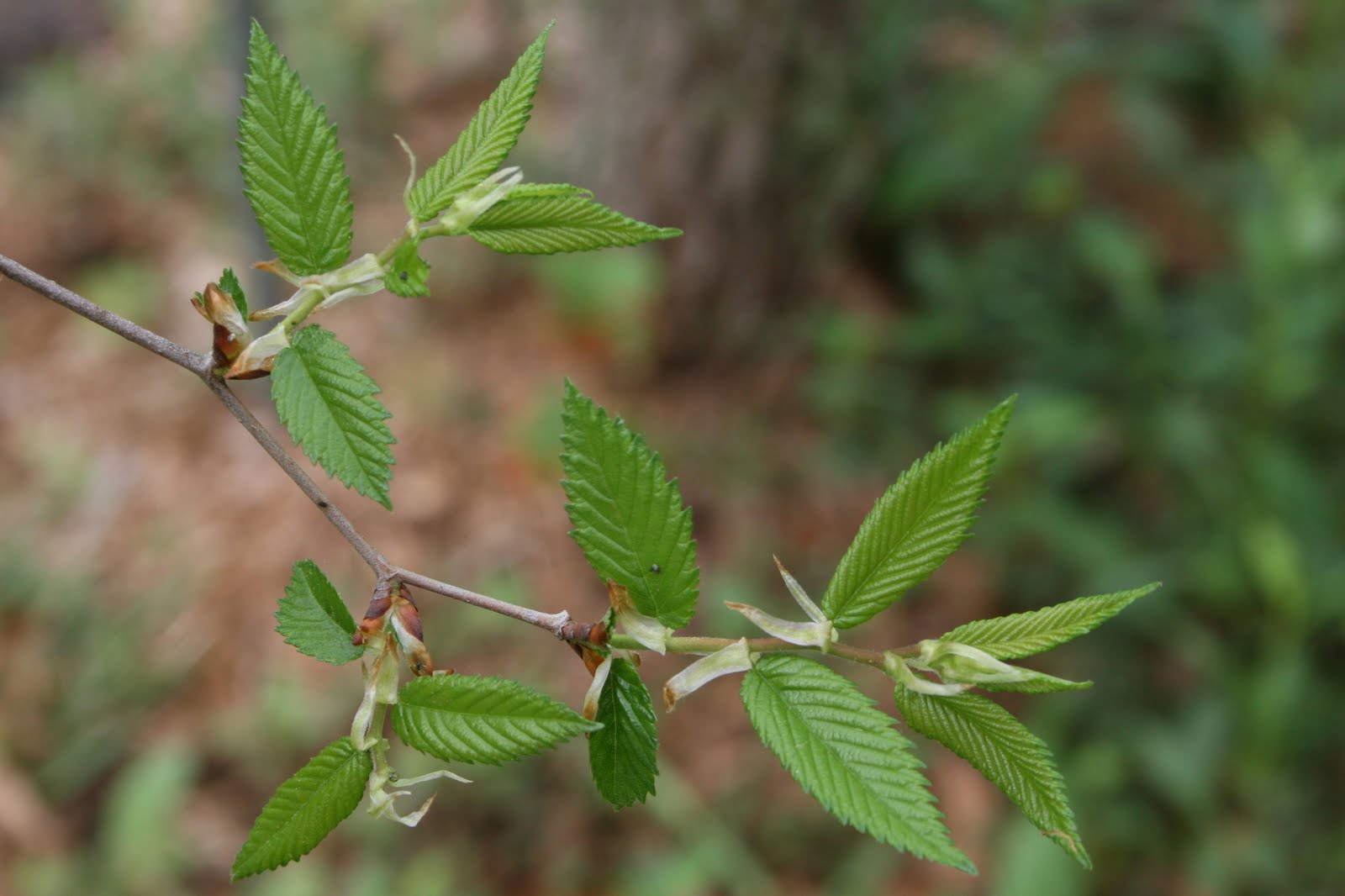 Centenary College Arboretum: Ulmus alata