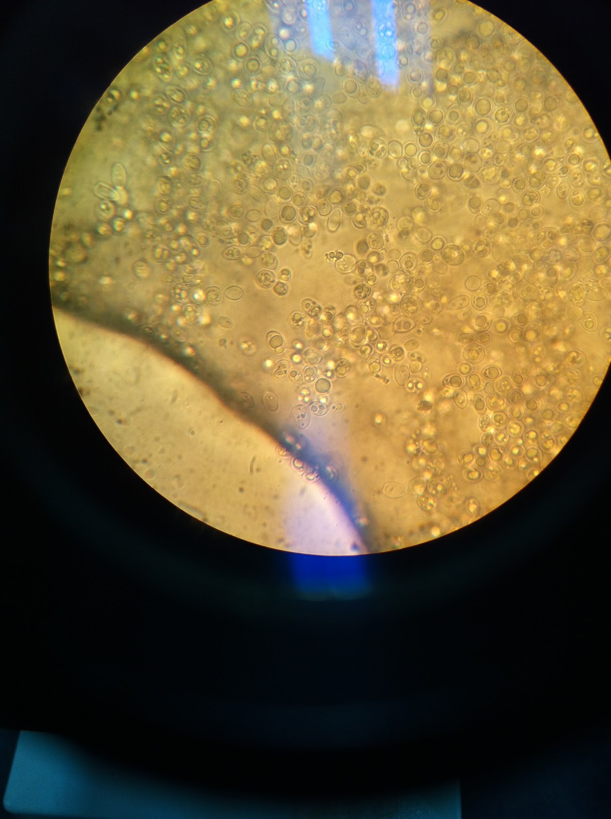 IBG Lab Report: March 2012