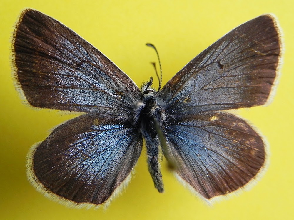 MARIPOSAS (BUTTERFLIES): Subfamilia POLYOMMATINAE Tribu POLYOMMATINI ...