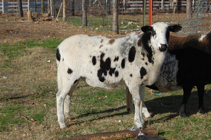 Little Hills Sheep Ranch