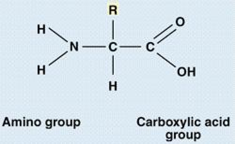 Biologia e Geologia ( e-portfólio ): Prótidos,Glícidos,Lípidos e Ácidos ...
