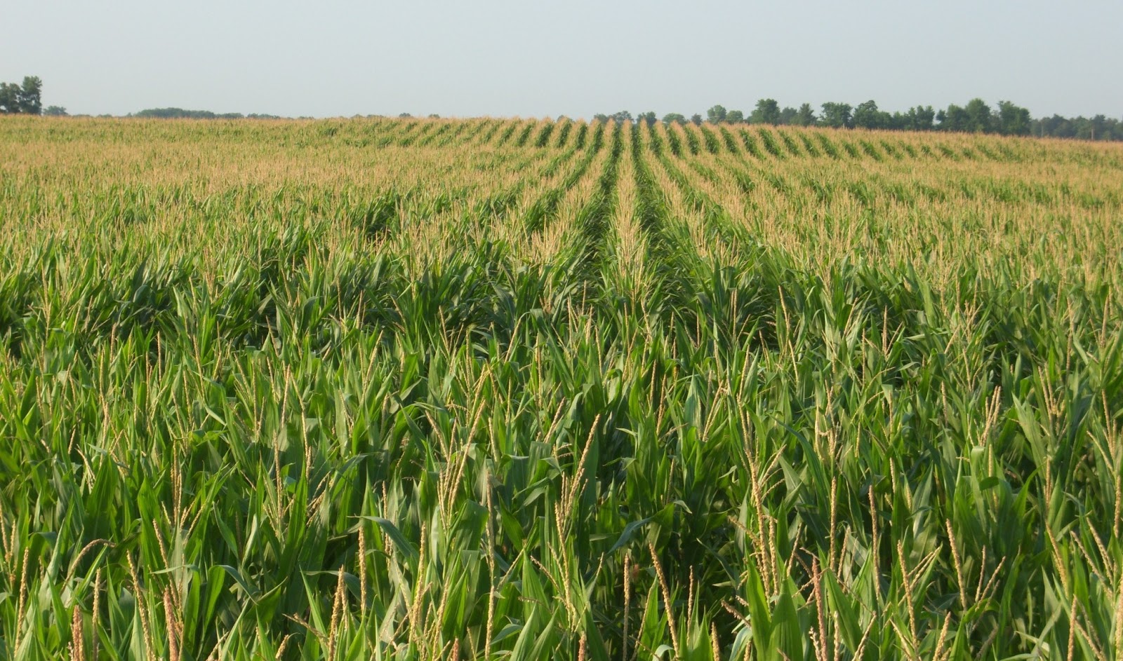 Bijirin Sumber Makanan Dunia; Jagung (Corn) |MyRokan
