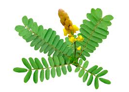 Web Offers: Herbal Medicine Plant - Philippines