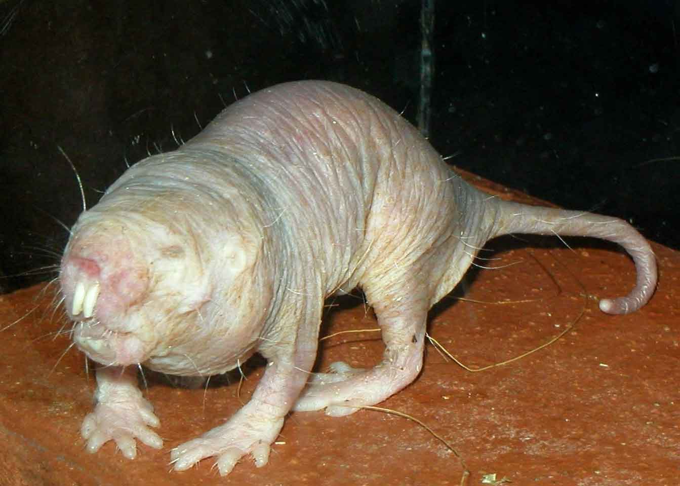 Curiosidades del Mundo: Los animales más raros y sorprendentes del Mundo.