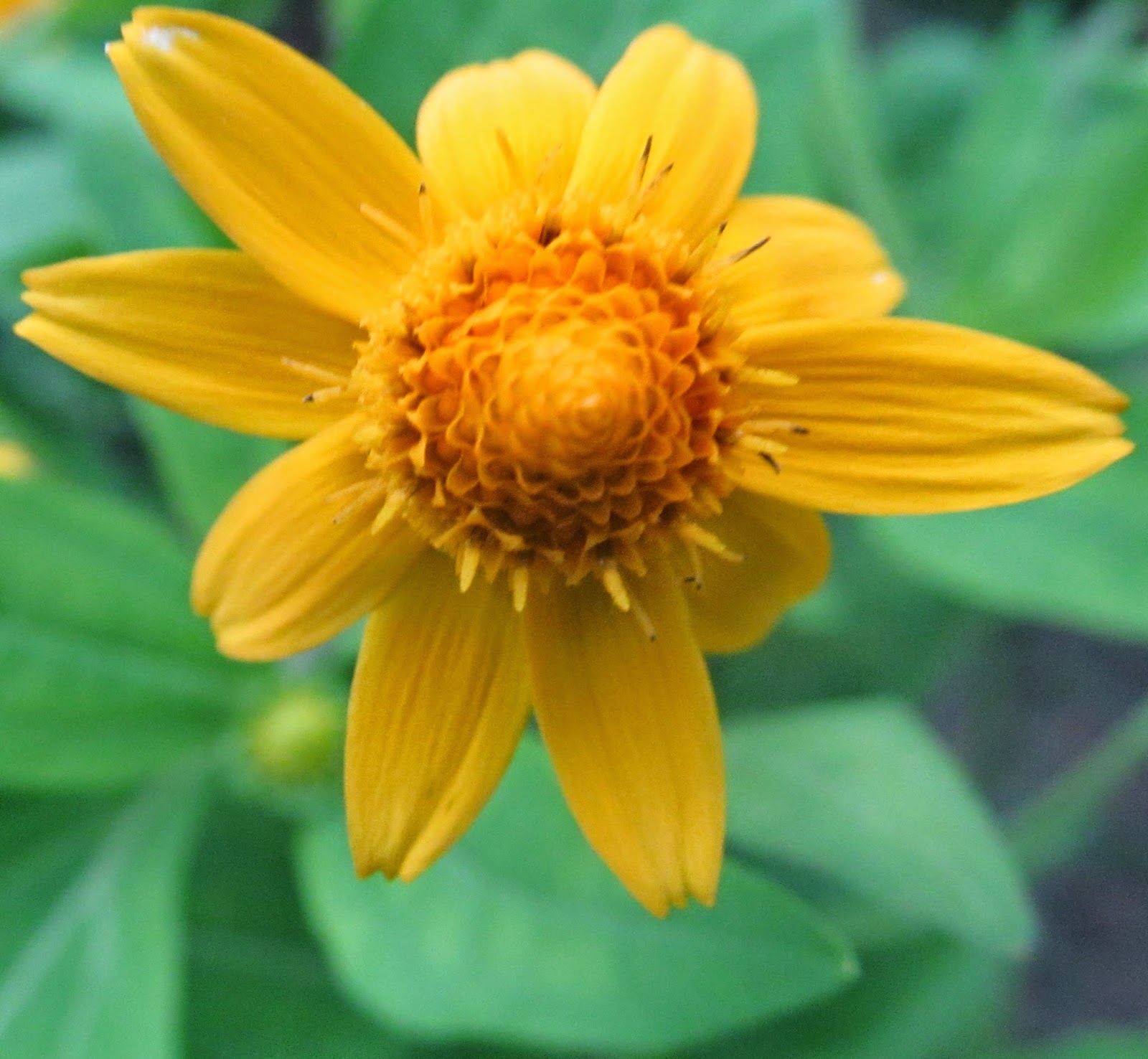 NATURAL & UNIQUE PHOTOGRAPHY: BEAUTIFUL YELLOW FLOWER IN THE GARDEN