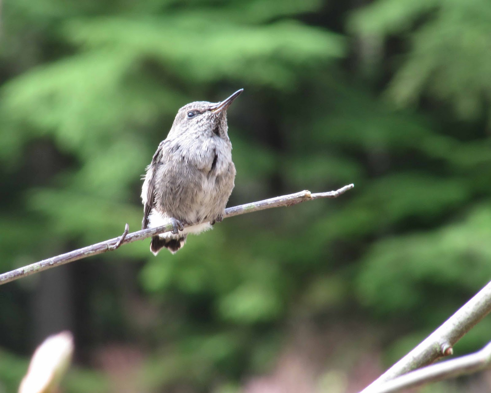 Camosun Blog : Biodiversity gallery