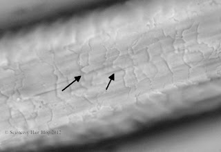 Science-y Hair Blog: Hair Porosity: How To Measure (Sort of)