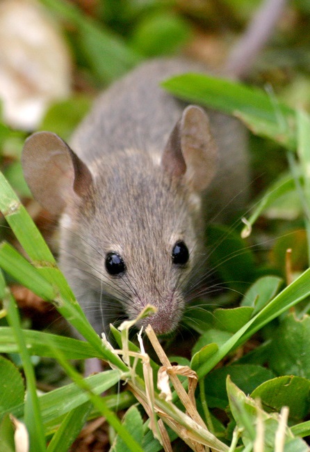 The Multicolored Diary: L315.5.1. Elephant killed by mouse who runs up ...