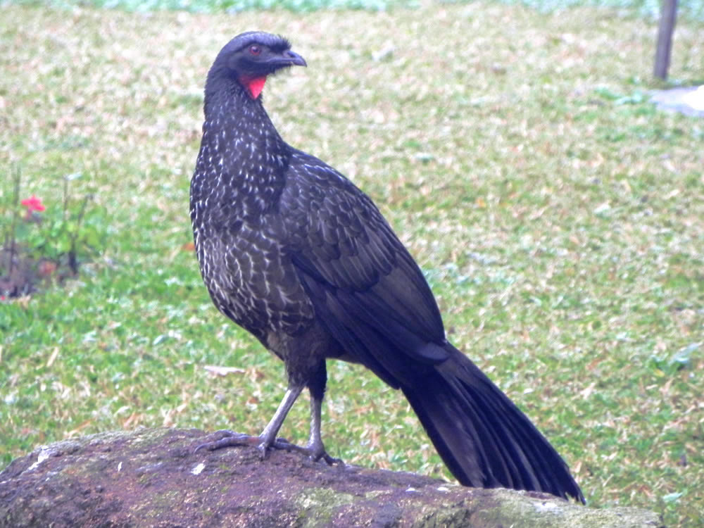 CABEÇA VERDE ... de mim, pra você, por todos!!: Tadinho do Jacú